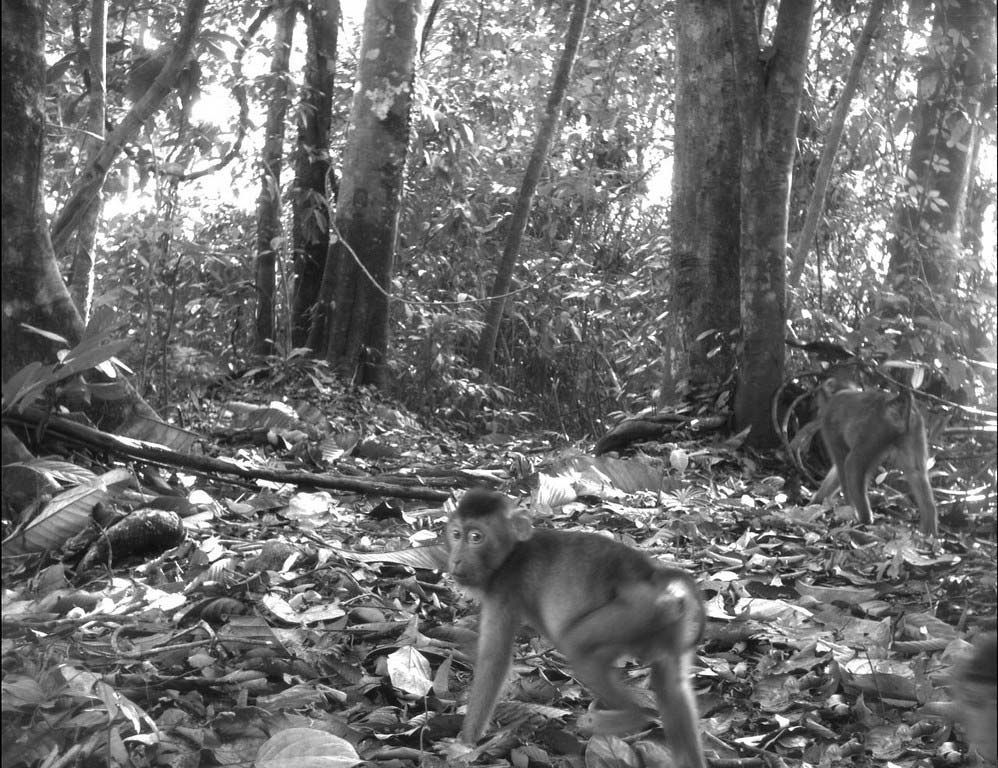 Camera Trapped: Elusive Wildlife Caught in Photos | Live Science