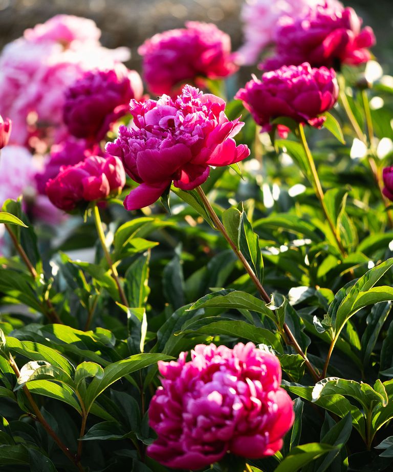 Propagating peonies: expert tips for dividing these plants | Homes and ...