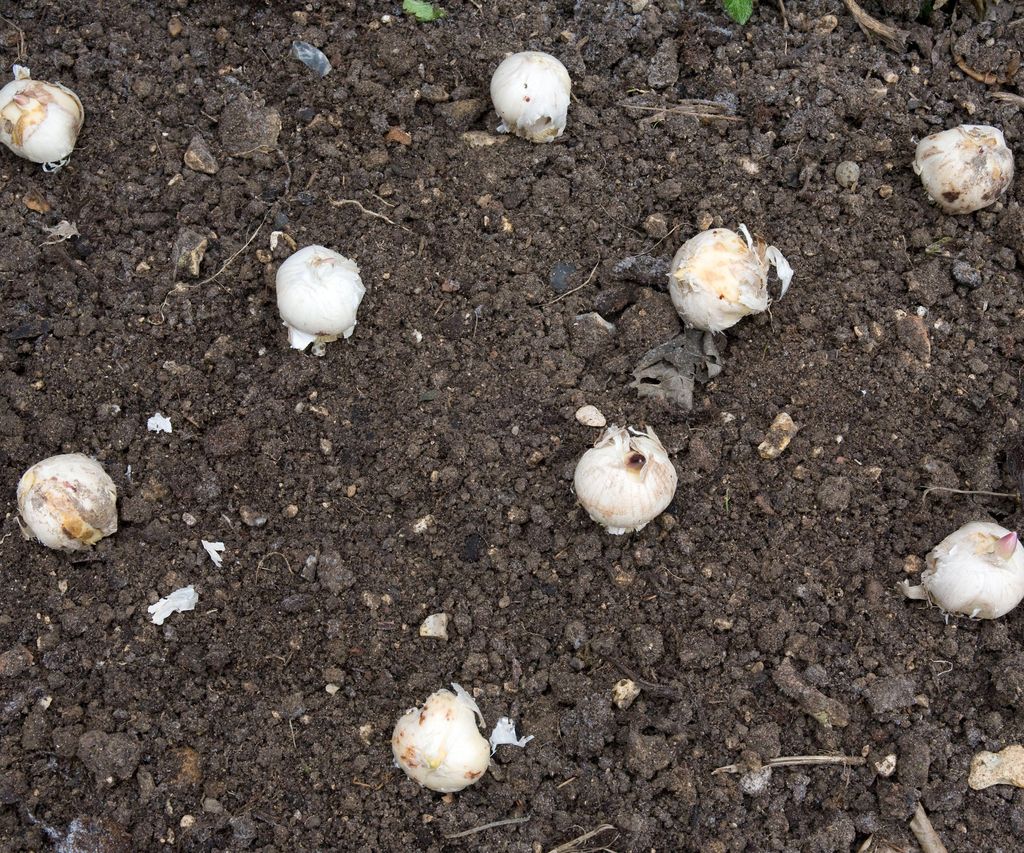 How deep to plant bulbs: know the correct depths | Homes and Gardens