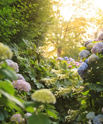 Hydrangea not blooming: 5 simple reasons and easy fixes | Real Homes