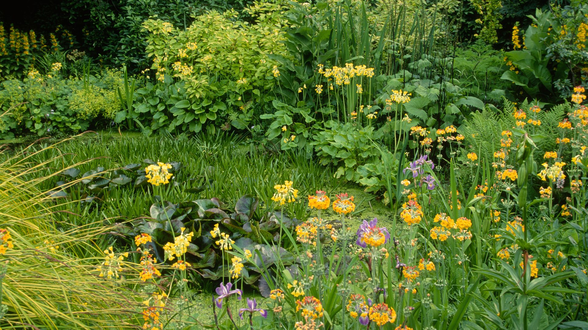 Bog gardens: expert advice on how and where to create one | Gardeningetc