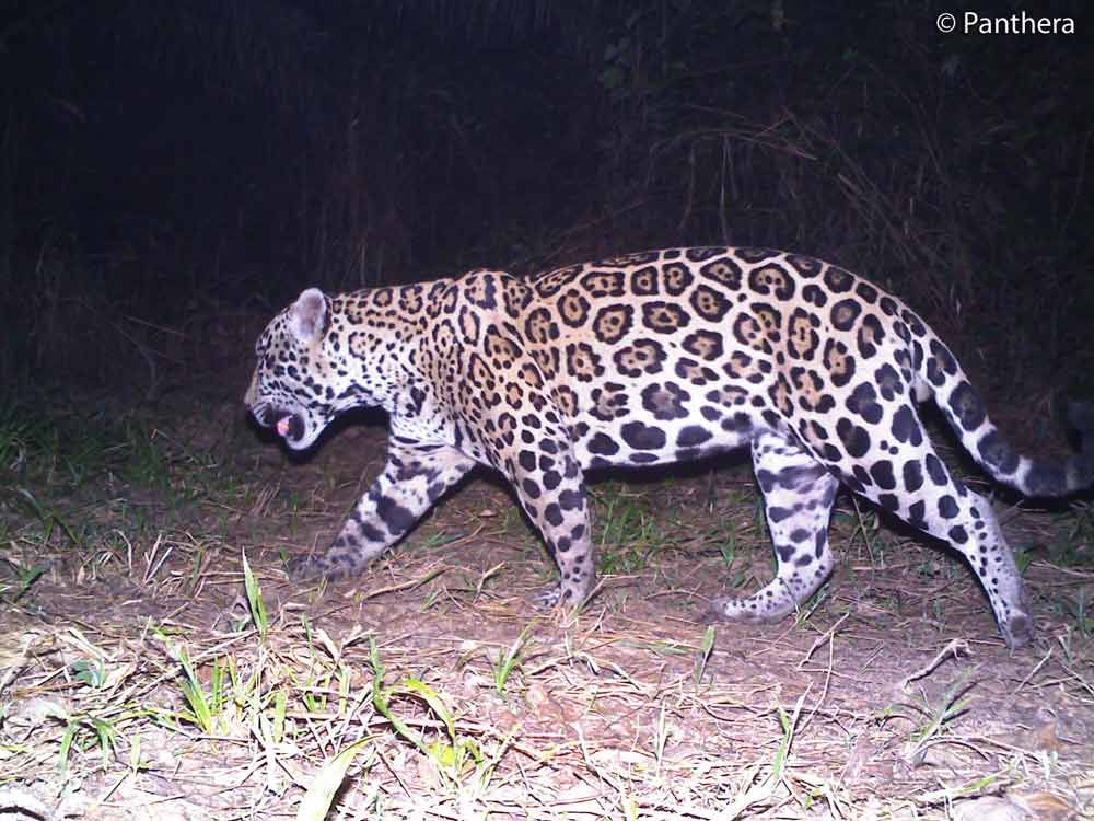 Big Cats: Photos Reveal Elusive Jaguars | Live Science