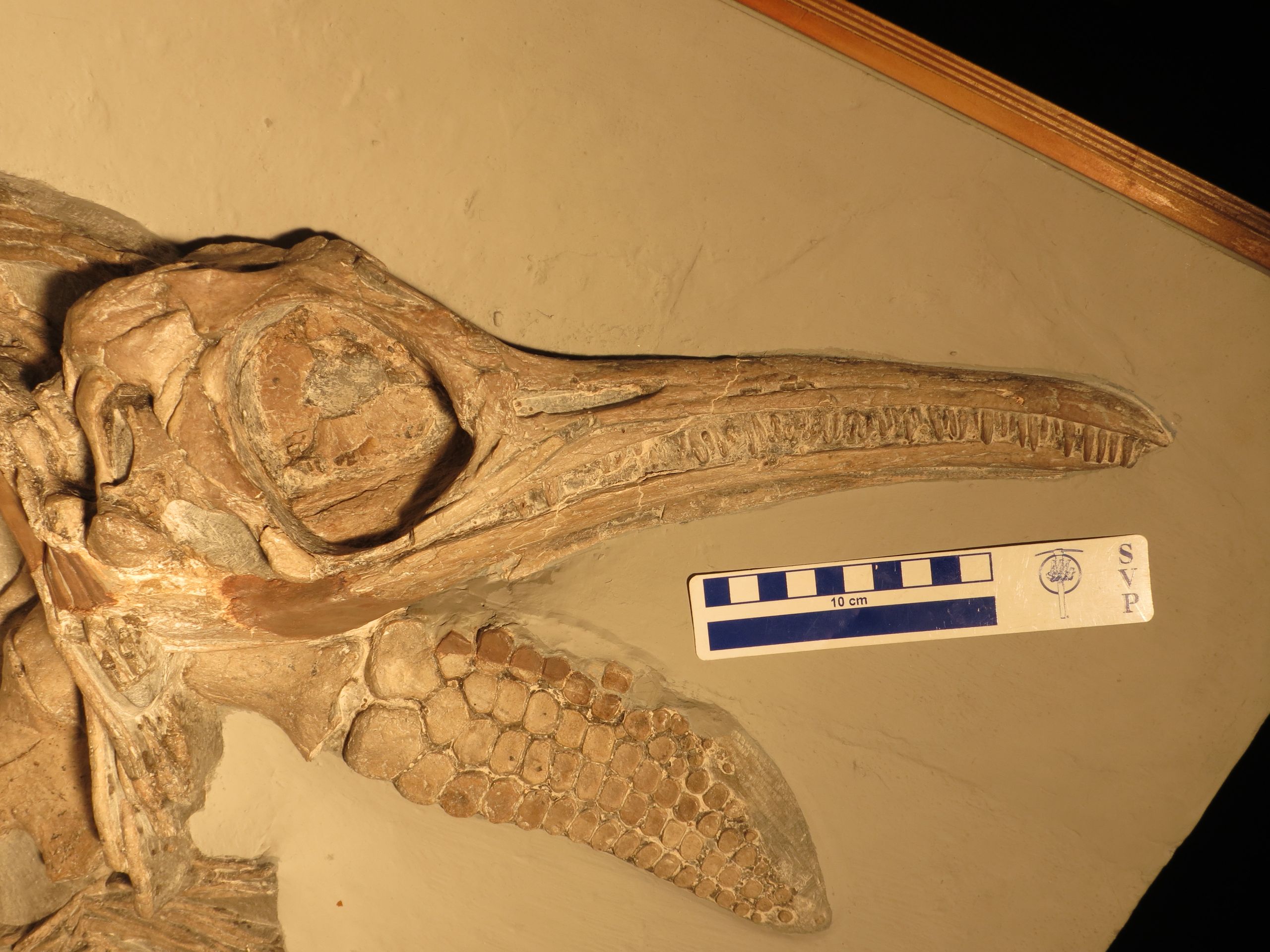 Ancient Sea Monsters Swallowed a Lot of Salty Water. This Is How They ...