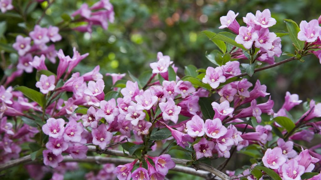 How to grow weigela: a colorful flowering shrub for the yard | Homes ...