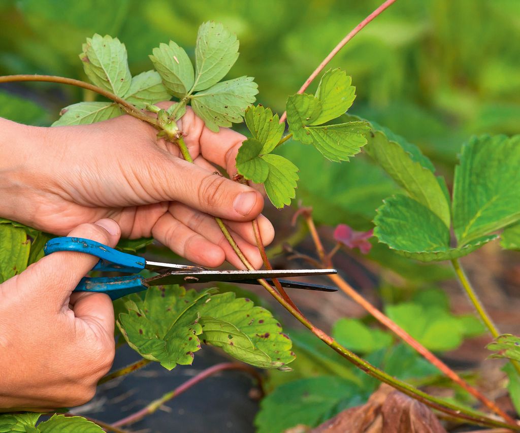 How To Grow Strawberries: The Definitive Guide | Gardening Know How