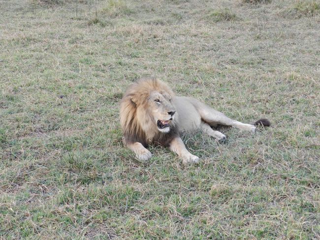 Meet Botswana's Okavango Delta lions — one of the largest cats on Earth ...