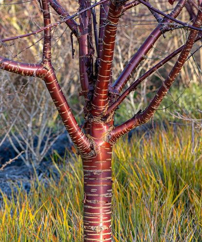 Plants with attractive winter bark: 9 varieties | Homes and Gardens