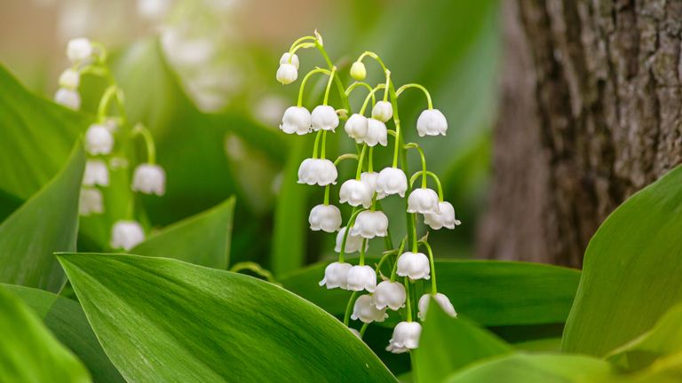 How To Grow Lily Of The Valley For Delicate Spring Blooms | Gardening ...