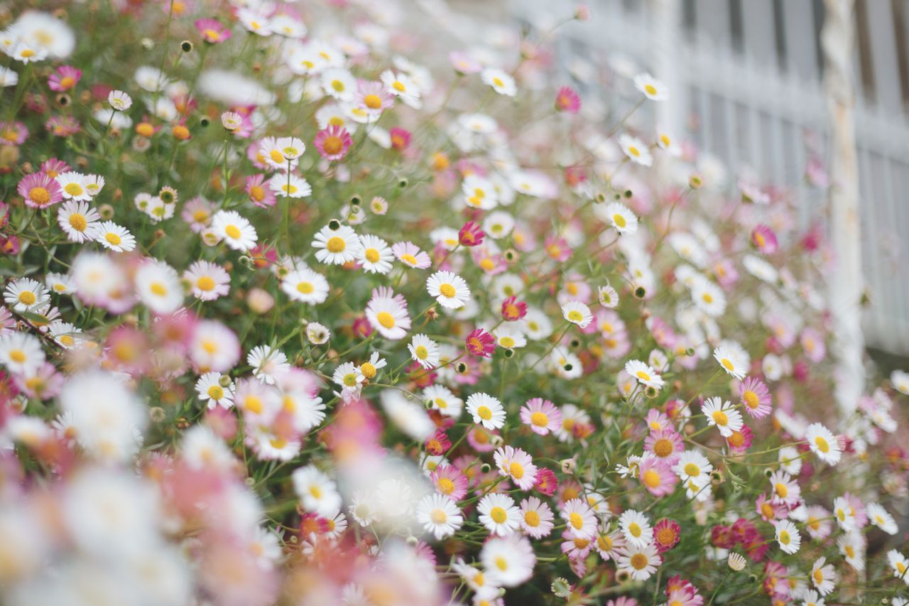 Fleabane Flower is the Perfect Whimsical Touch for a Backyard | Livingetc