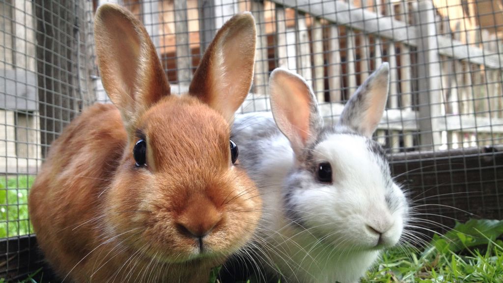How to care for a house rabbit with guidance from a vet | PetsRadar
