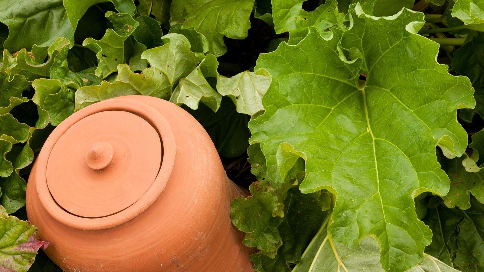 How to grow rhubarb: for delicious harvests of juicy stems | Woman & Home