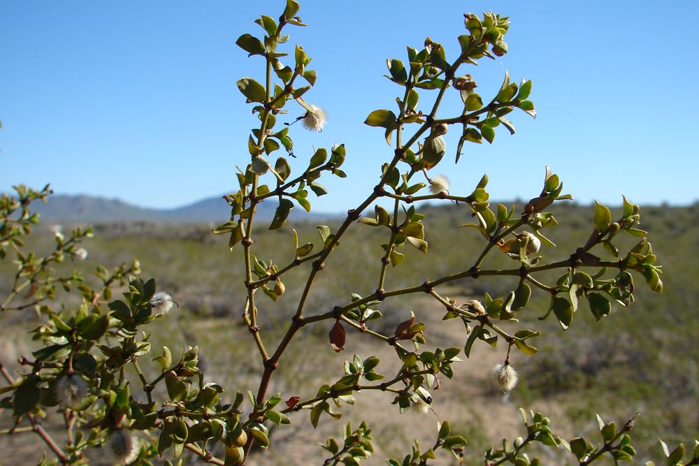 Creosote Bushes Photos | Desert Plants & Flora | Live Science