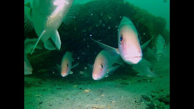 Primeval Underwater Forest Discovered in Gulf of Mexico | Live Science