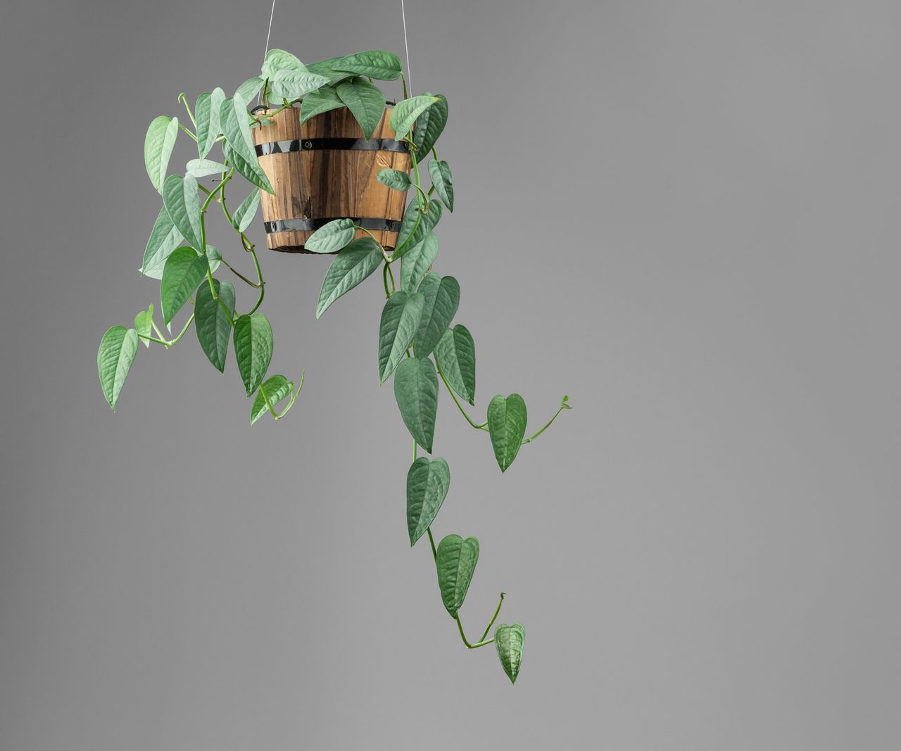 Pothos Plant - Tips For Easy Pothos Care | Gardening Know How
