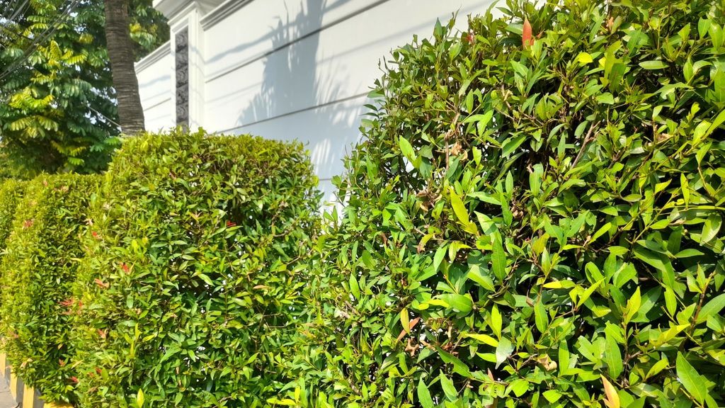 Ficus Nitida — This Hollywood Style Hedge is the Perfect Fence to Add ...