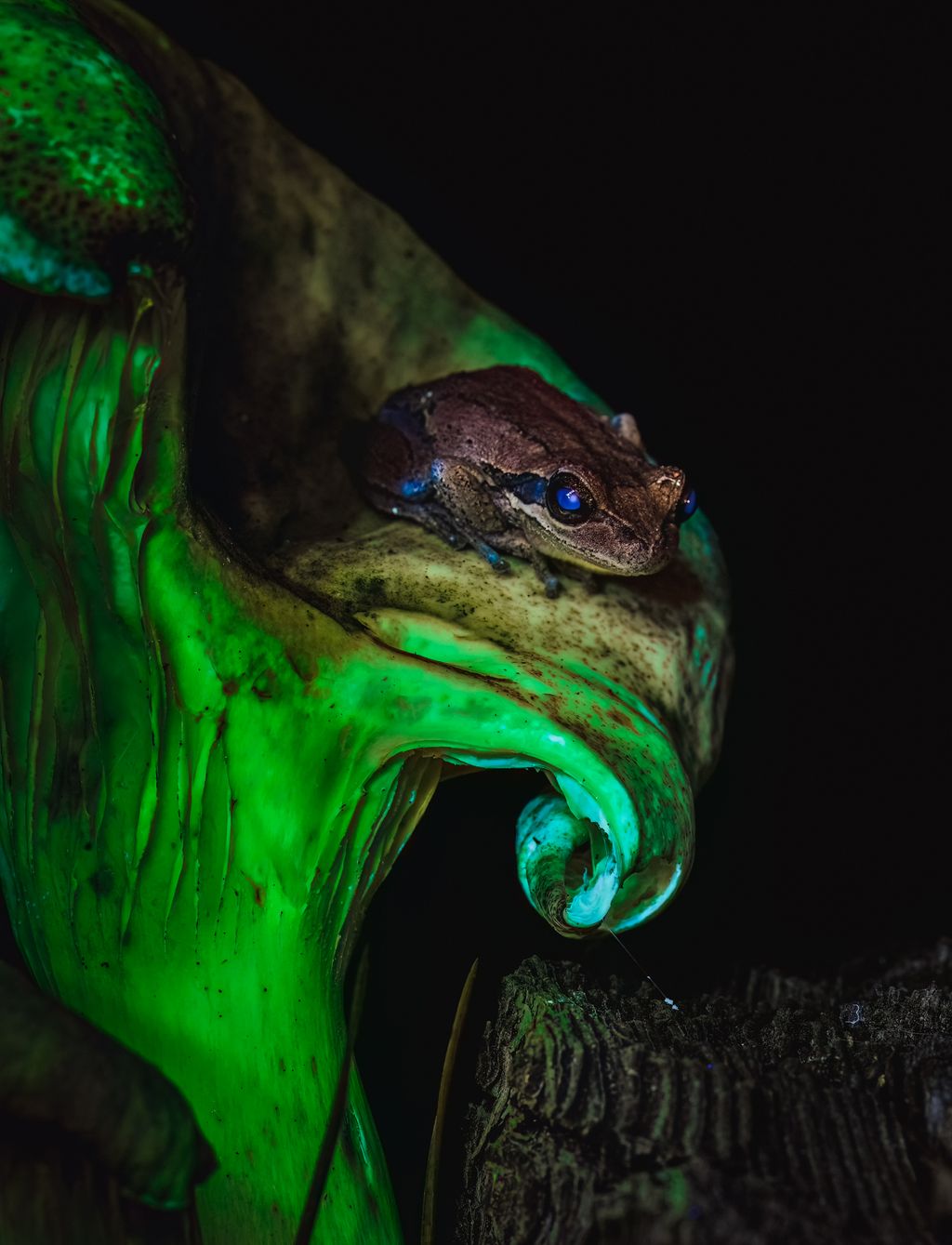 15 stunning nature photos from 2024 | Live Science