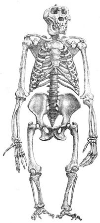 Short Legs Made Human Predecessors Better Fighters | Live Science
