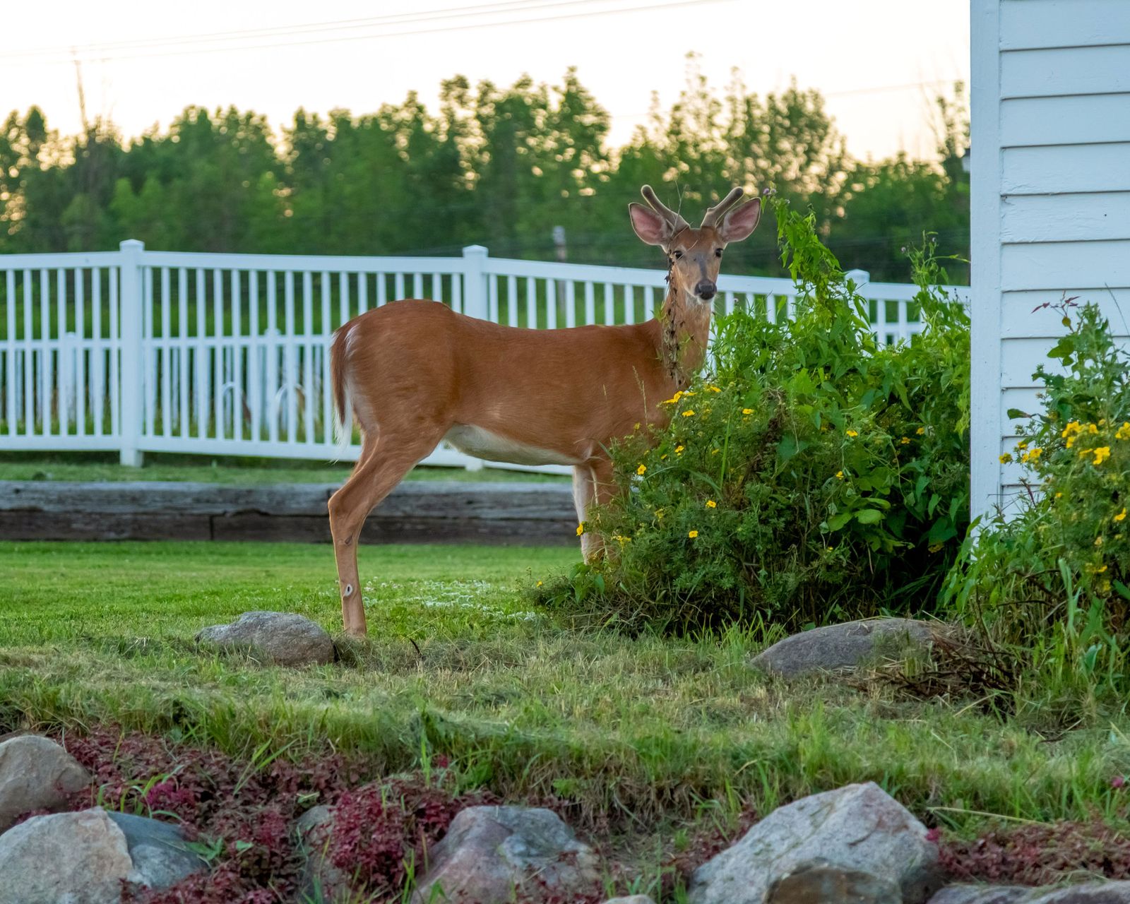 Irish Spring soap is your secret weapon for pest control | Real Homes