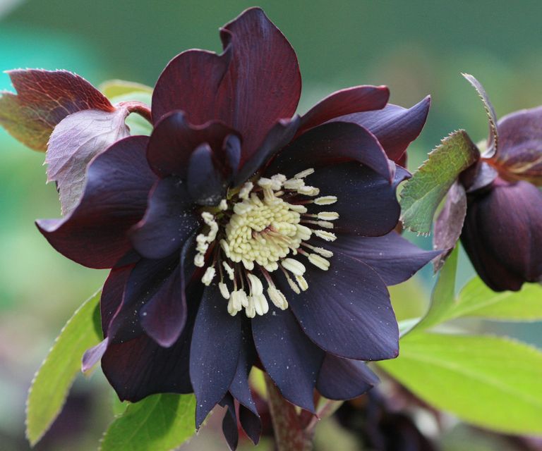 Hellebore varieties: 10 stunning types to grow | Homes and Gardens