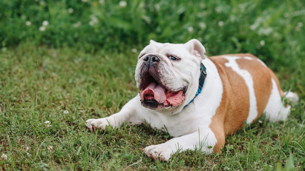 32 low maintenance dog breeds for busy people | PetsRadar