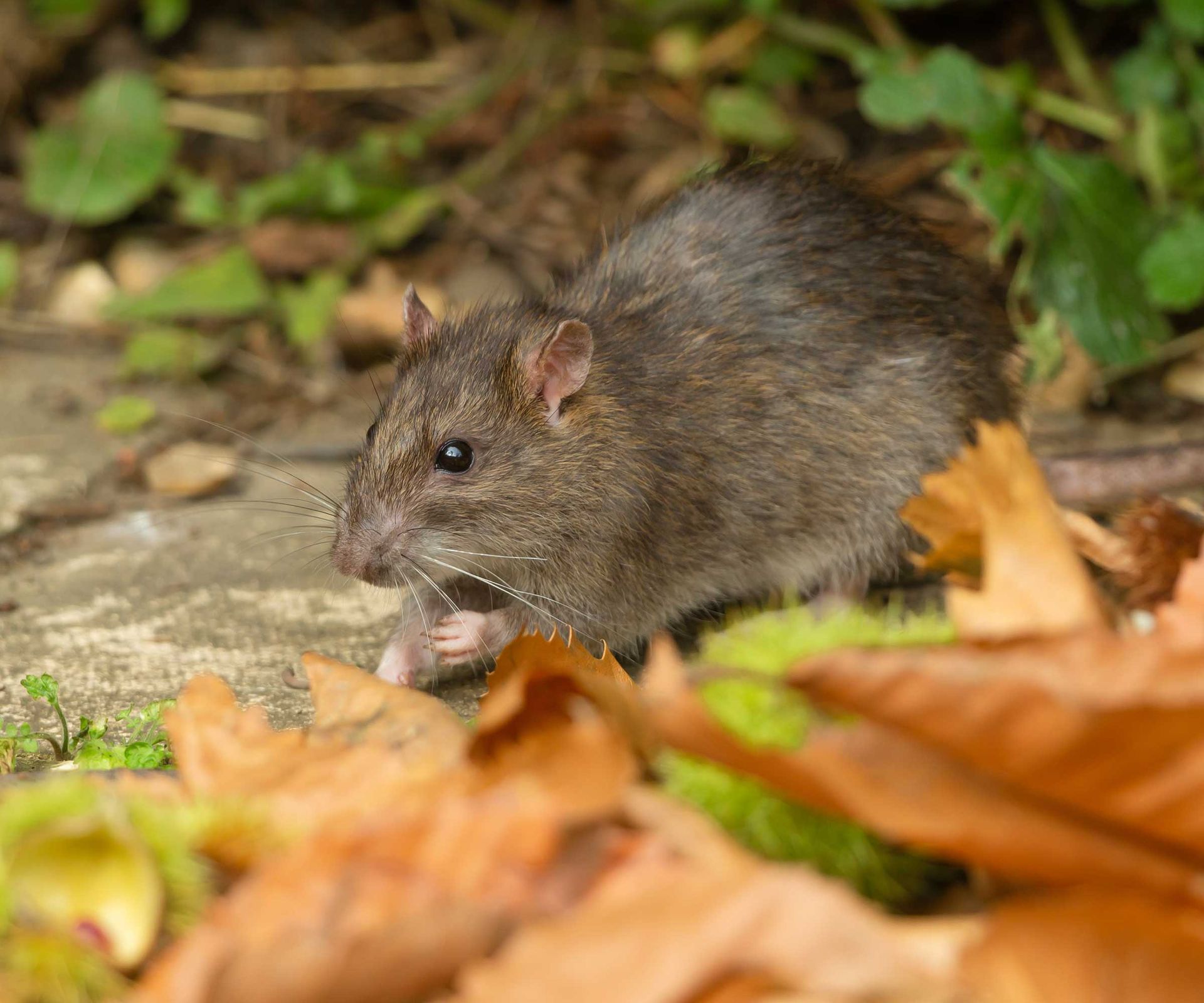 5 plants that attract rats, plus alternatives to plant | Homes and Gardens