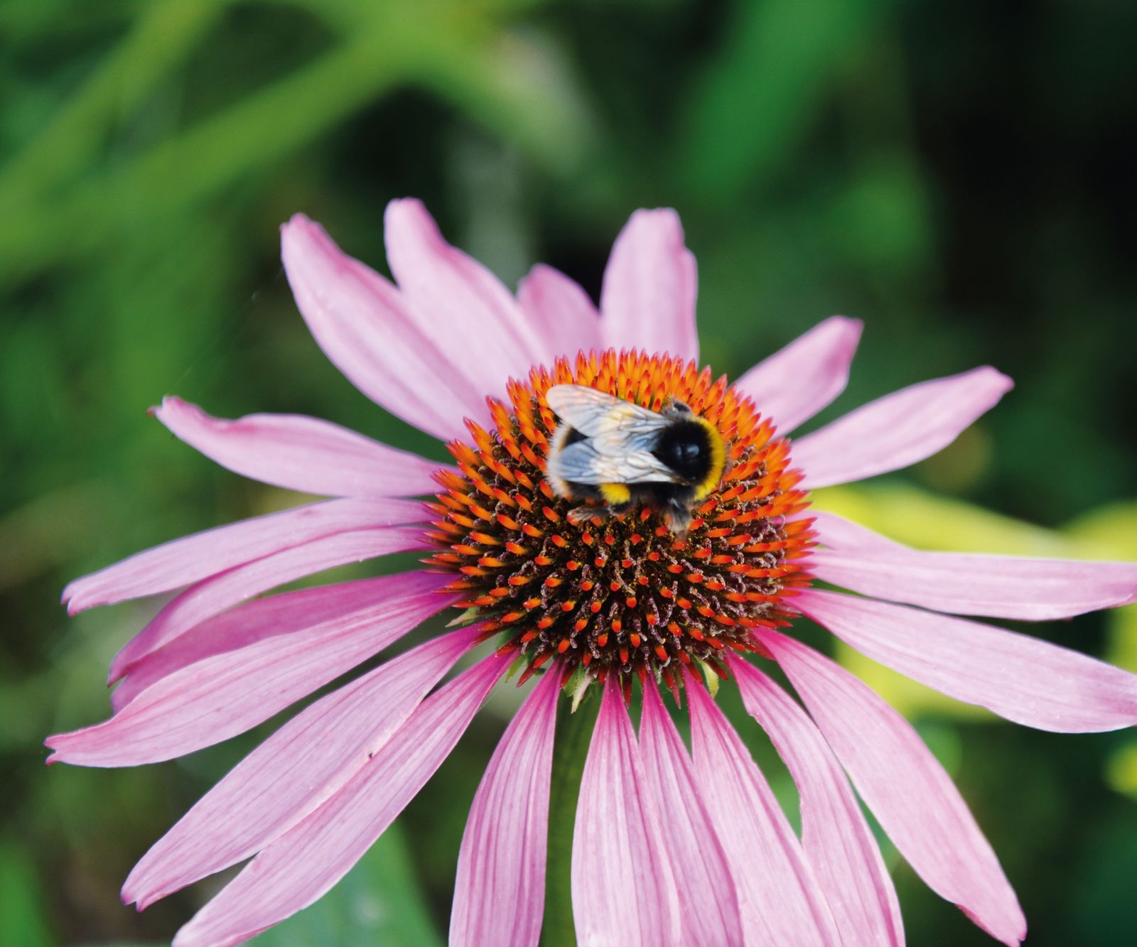 How to grow coneflower: expert tips for growing these perennial ...