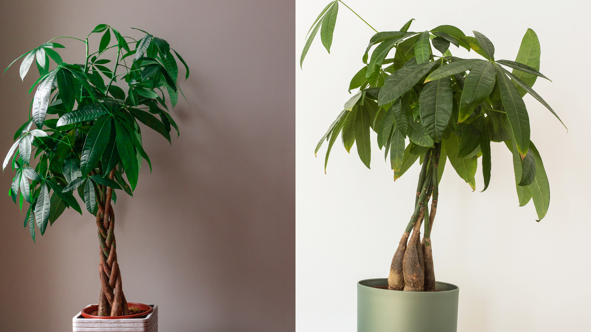 How to repot a money tree: help it prosper without stress | Homes and ...