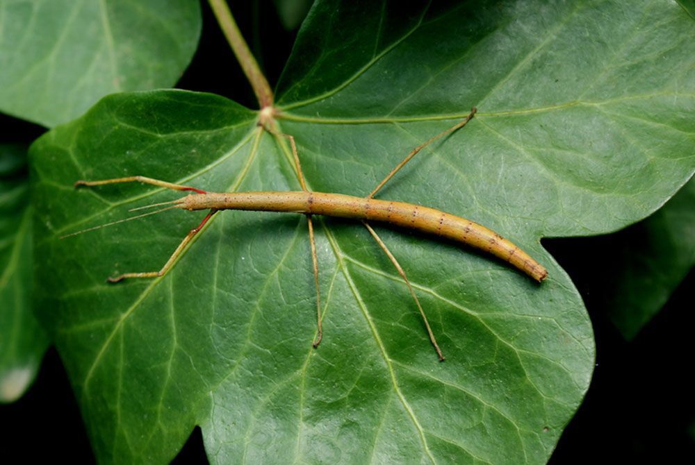 In Photos: Animals That Mimic Plants | Live Science