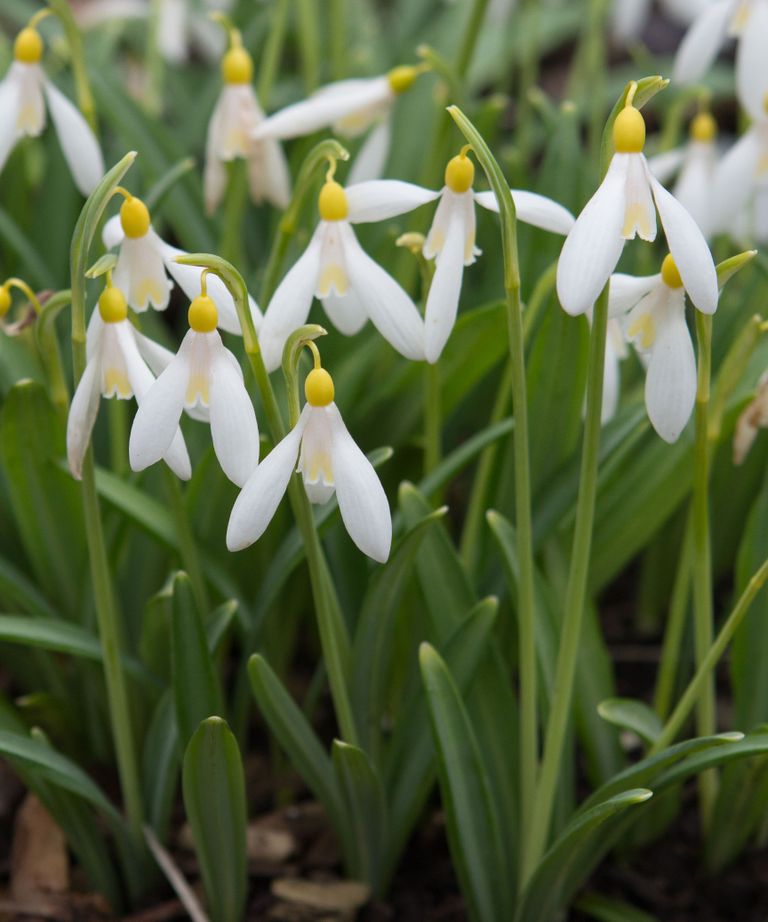 How to plant snowdrops | Homes and Gardens