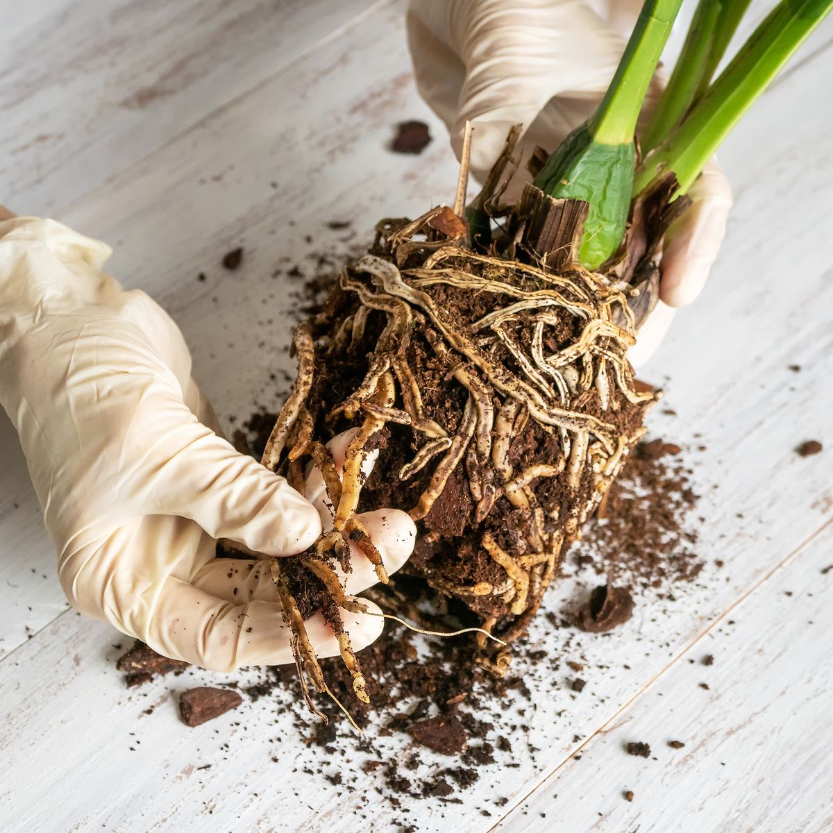 How To Treat Orchid Root Rot – And Prevent Future Infections ...
