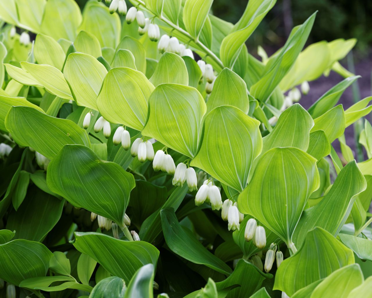 Woodland plants: 10 of the best for shady areas in a garden | Homes and ...