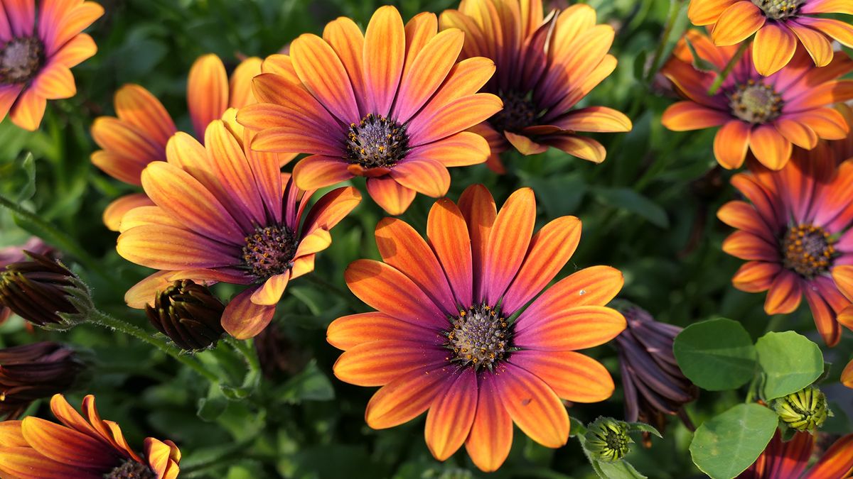 7 colorful flowers to plant in April for a vibrant summer garden | Tom ...