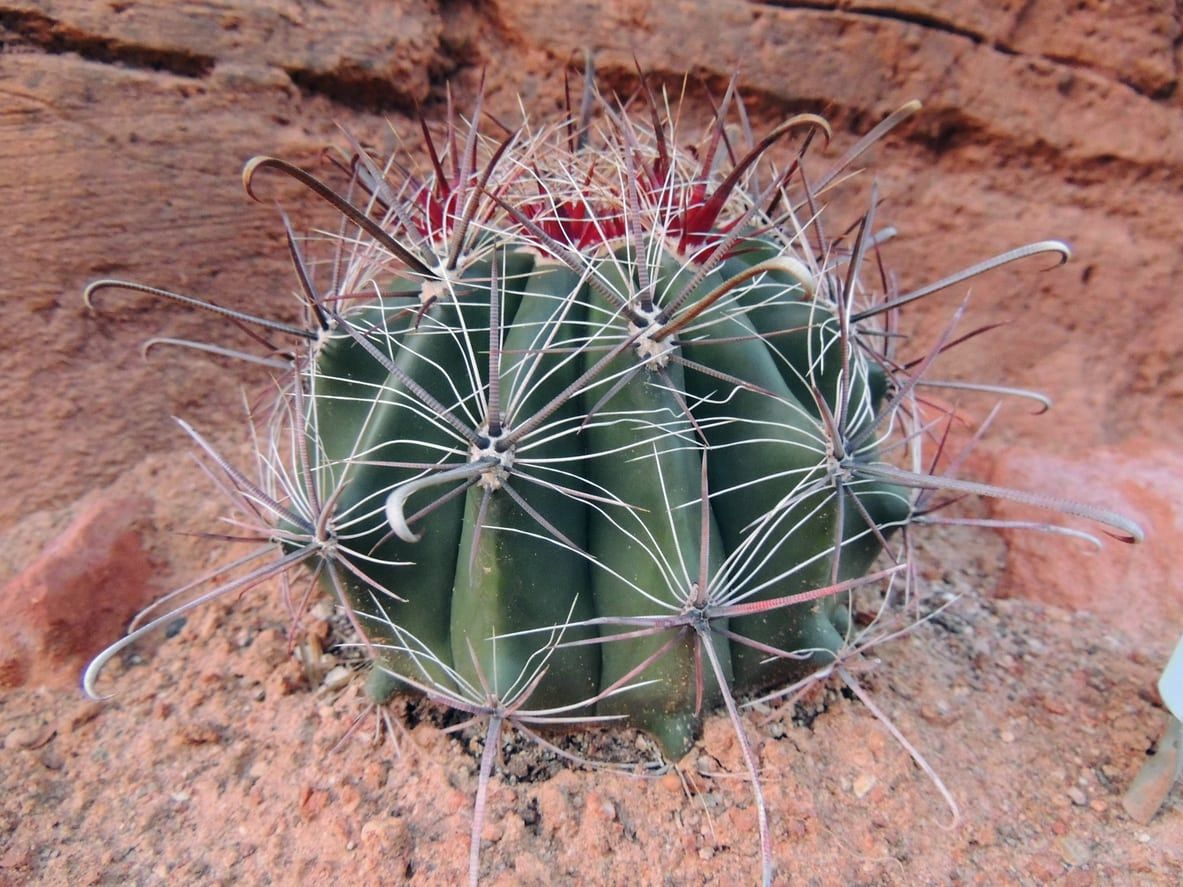 Arizona Barrel Cactus Info: Carin For Arizona Barrel Cacti In Gardens ...