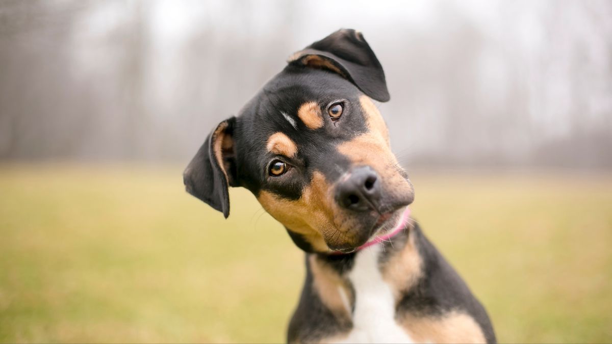 20 quirky pet behaviors explained | PetsRadar