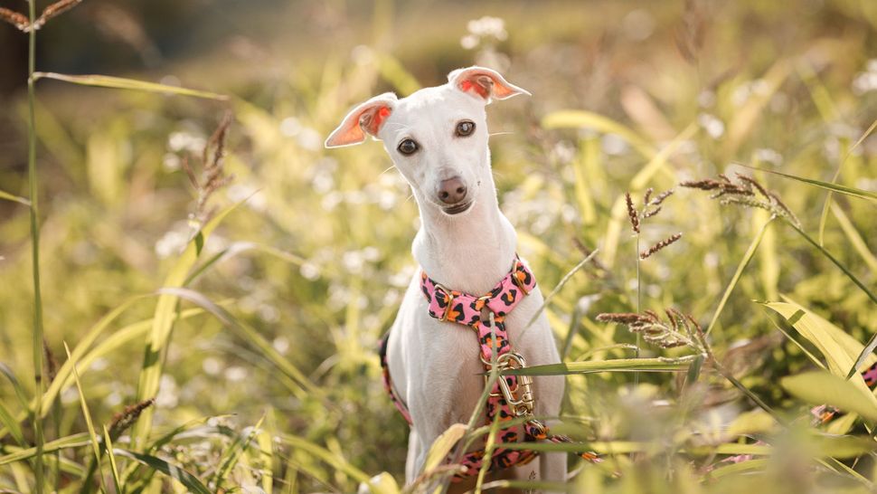 21 best dog breeds for hot weather that cope well | PetsRadar