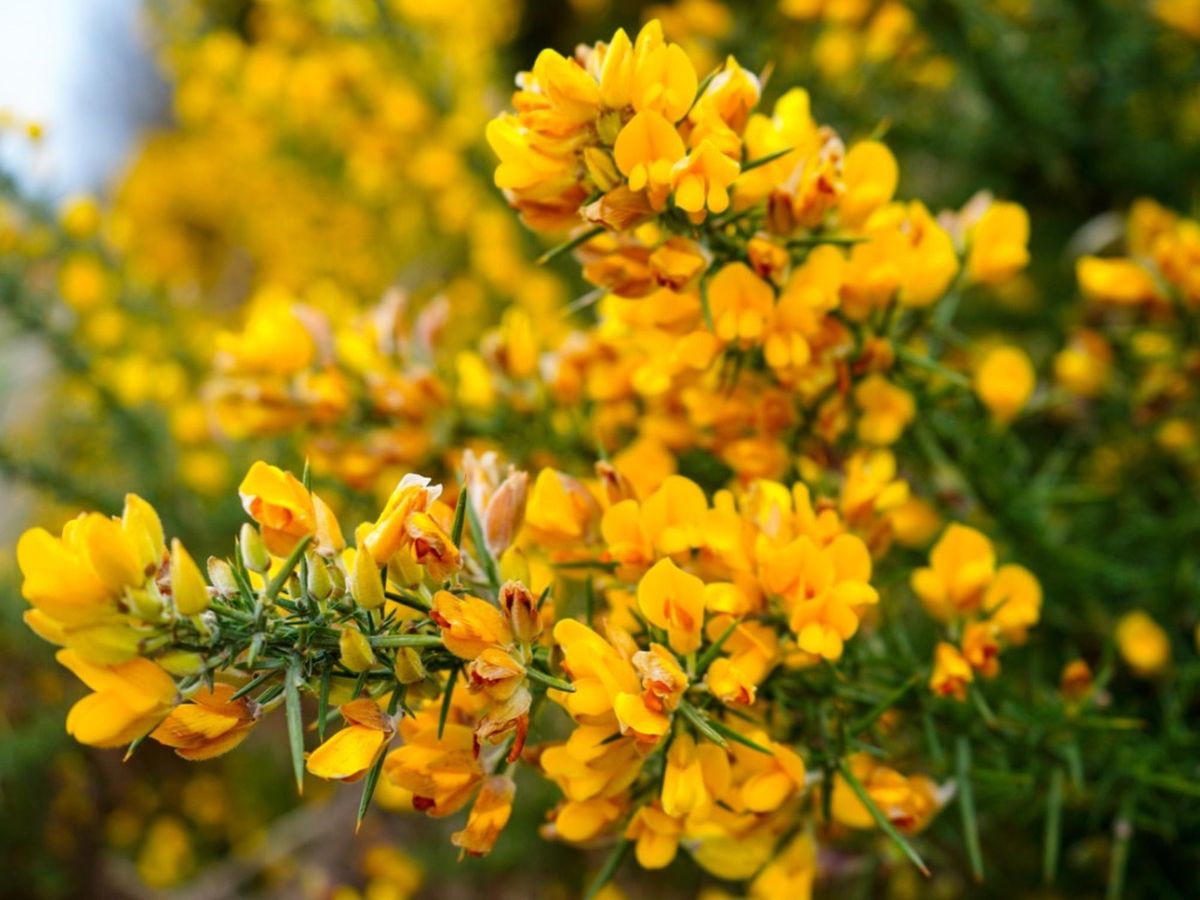 Most Invasive Species In California And Nevada Gardens | Gardening Know How