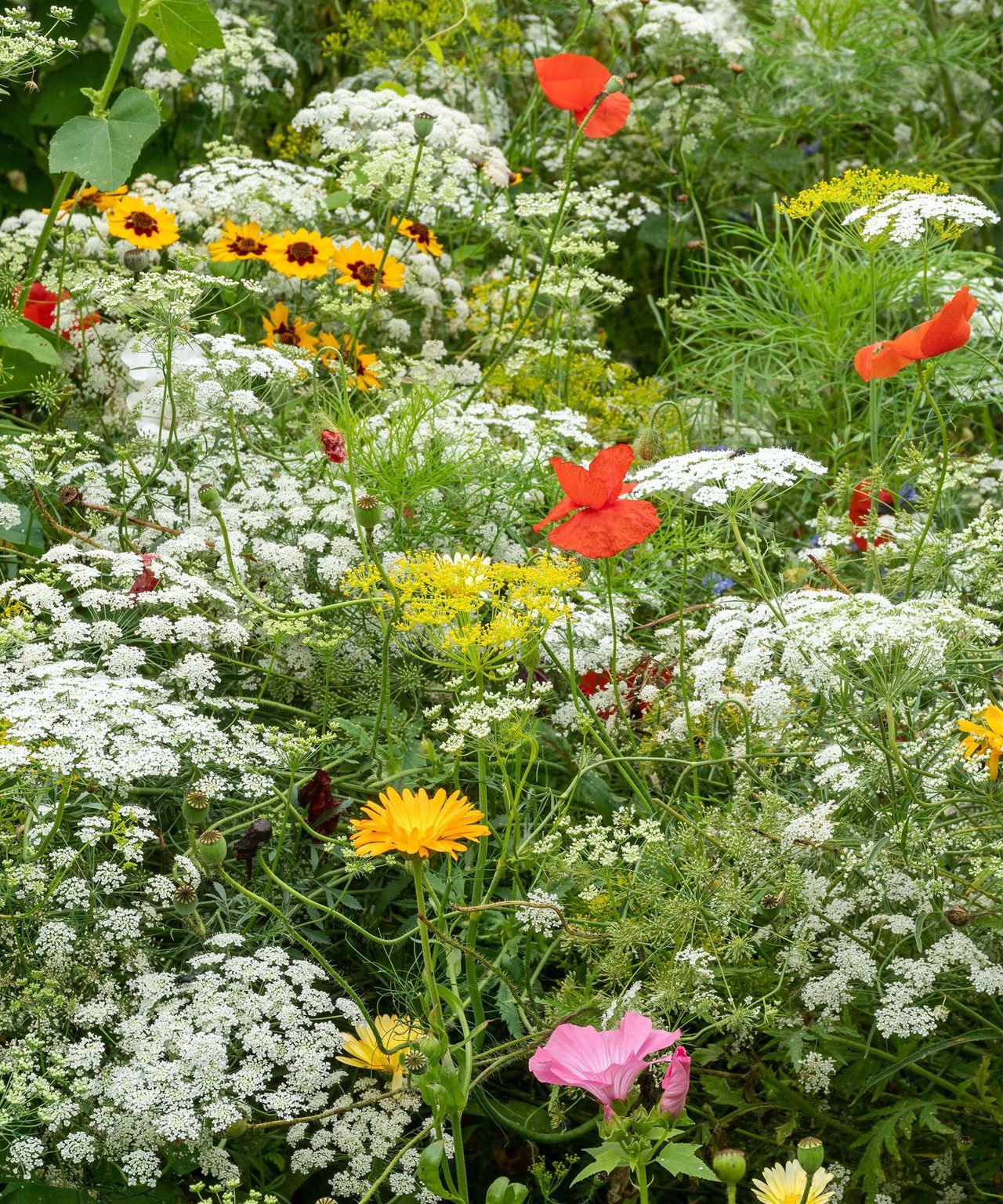 How to create a wildflower front yard: expert advice | Homes and Gardens