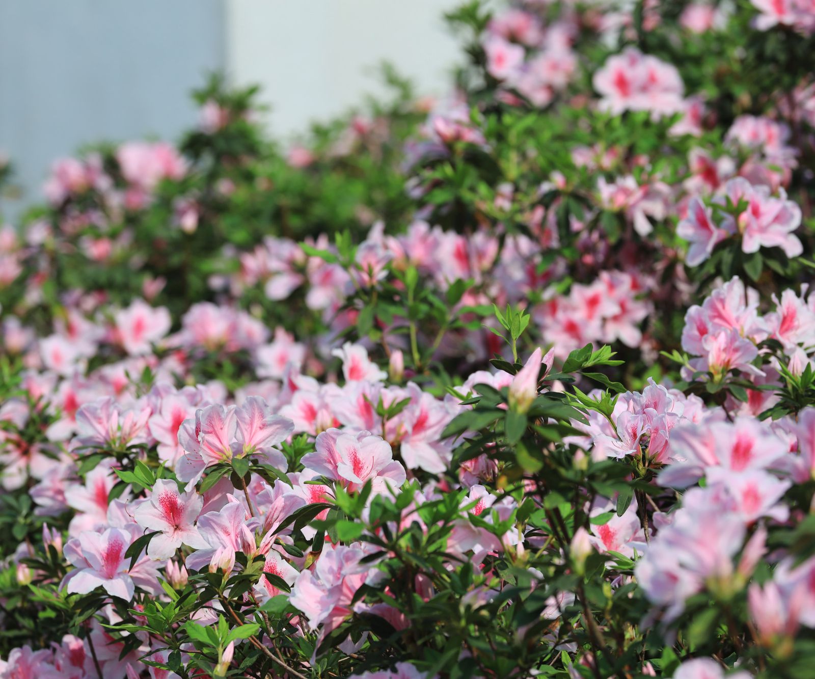 How to overwinter azaleas: expert advice for greater blooms | Homes and Gardens