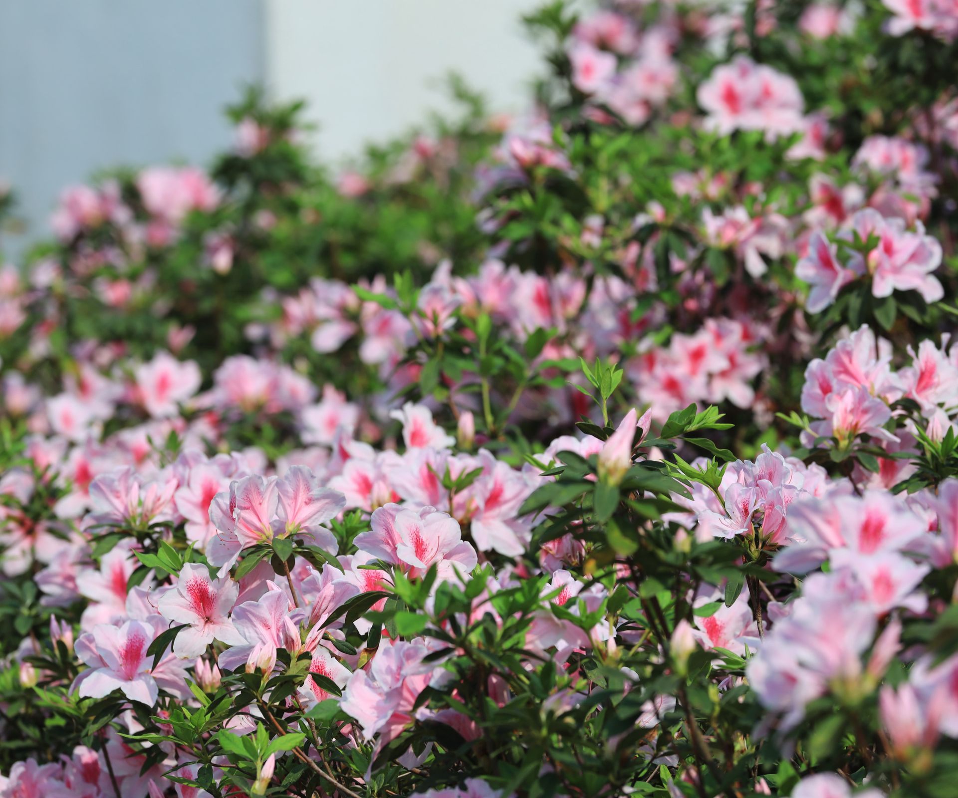 How to revive old rhododendron plants: expert pruning advice | Homes ...