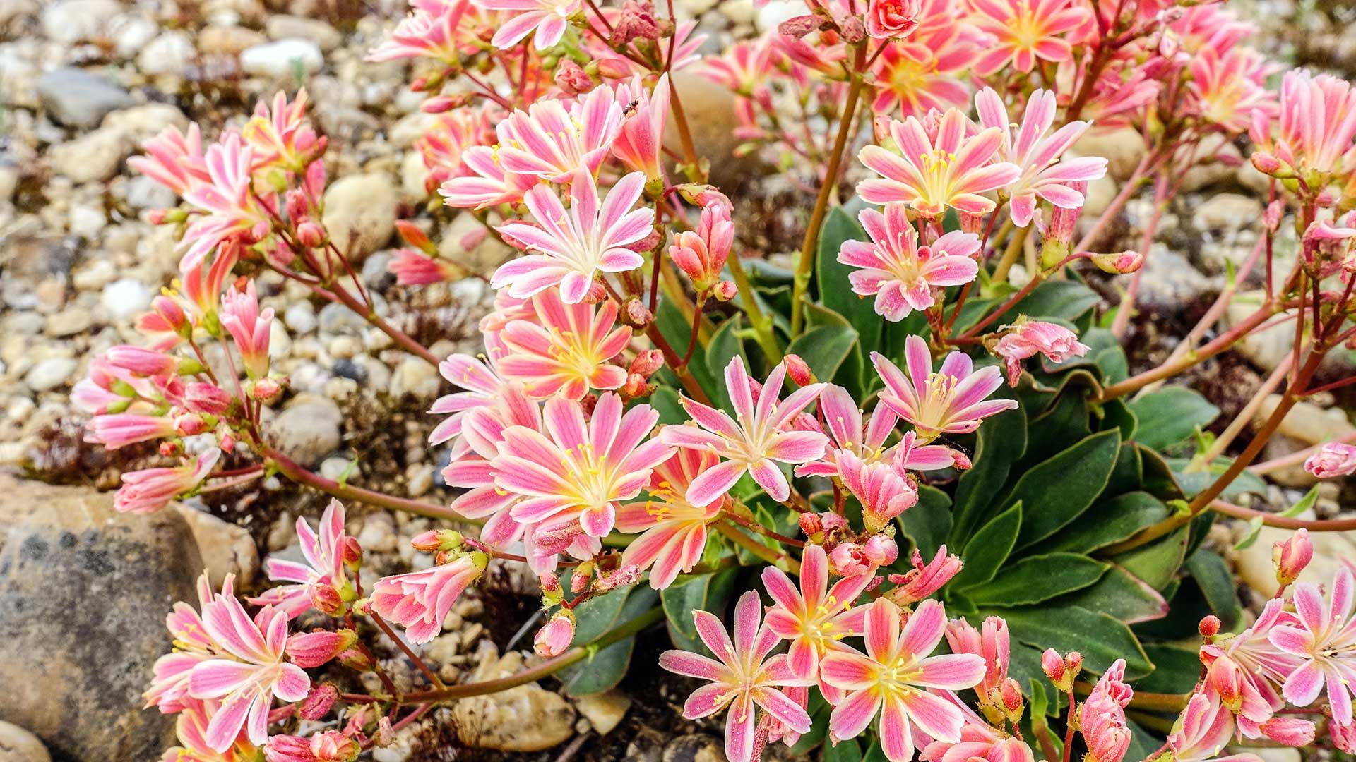 Best rockery plants: 8 low-maintenance picks from the pros | Woman & Home