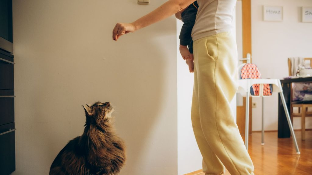 32 tips for training your cat | PetsRadar