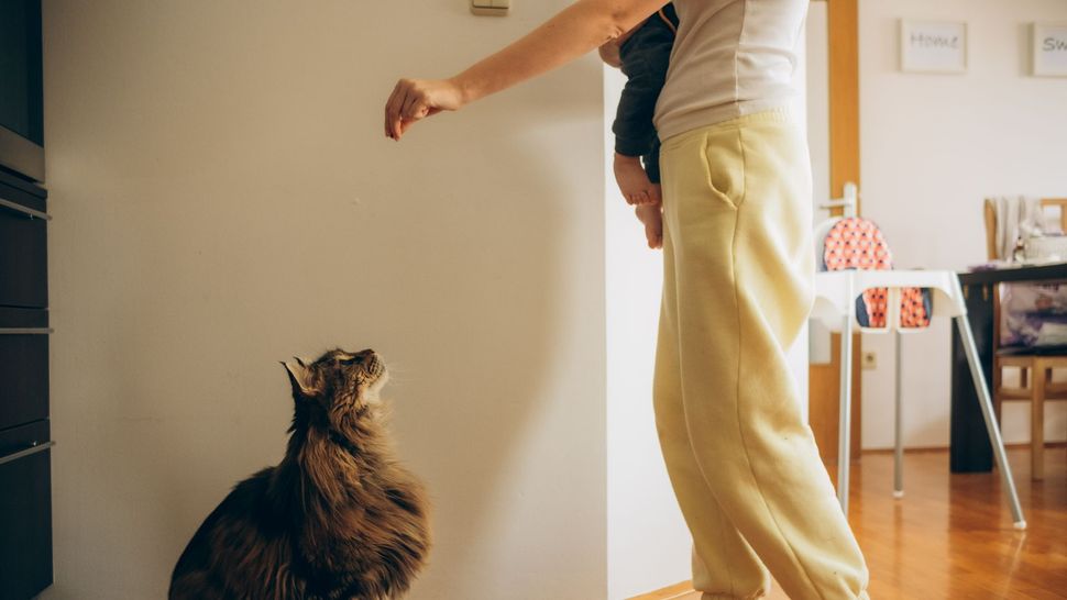 32 tips for training your cat | PetsRadar