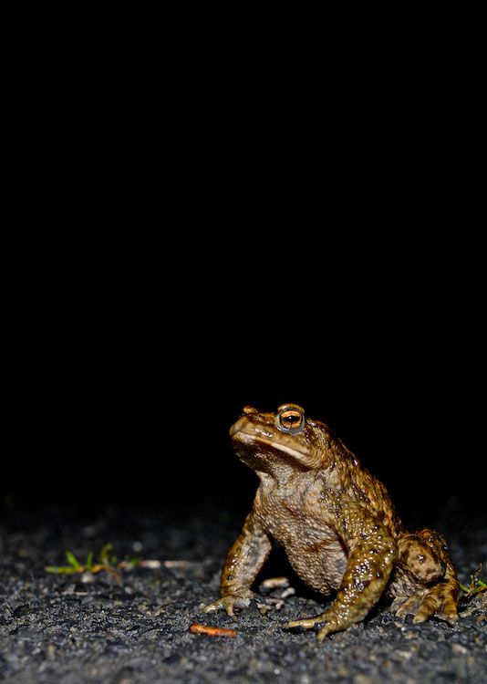 7 Terrific Toad Survival Tactics | Live Science