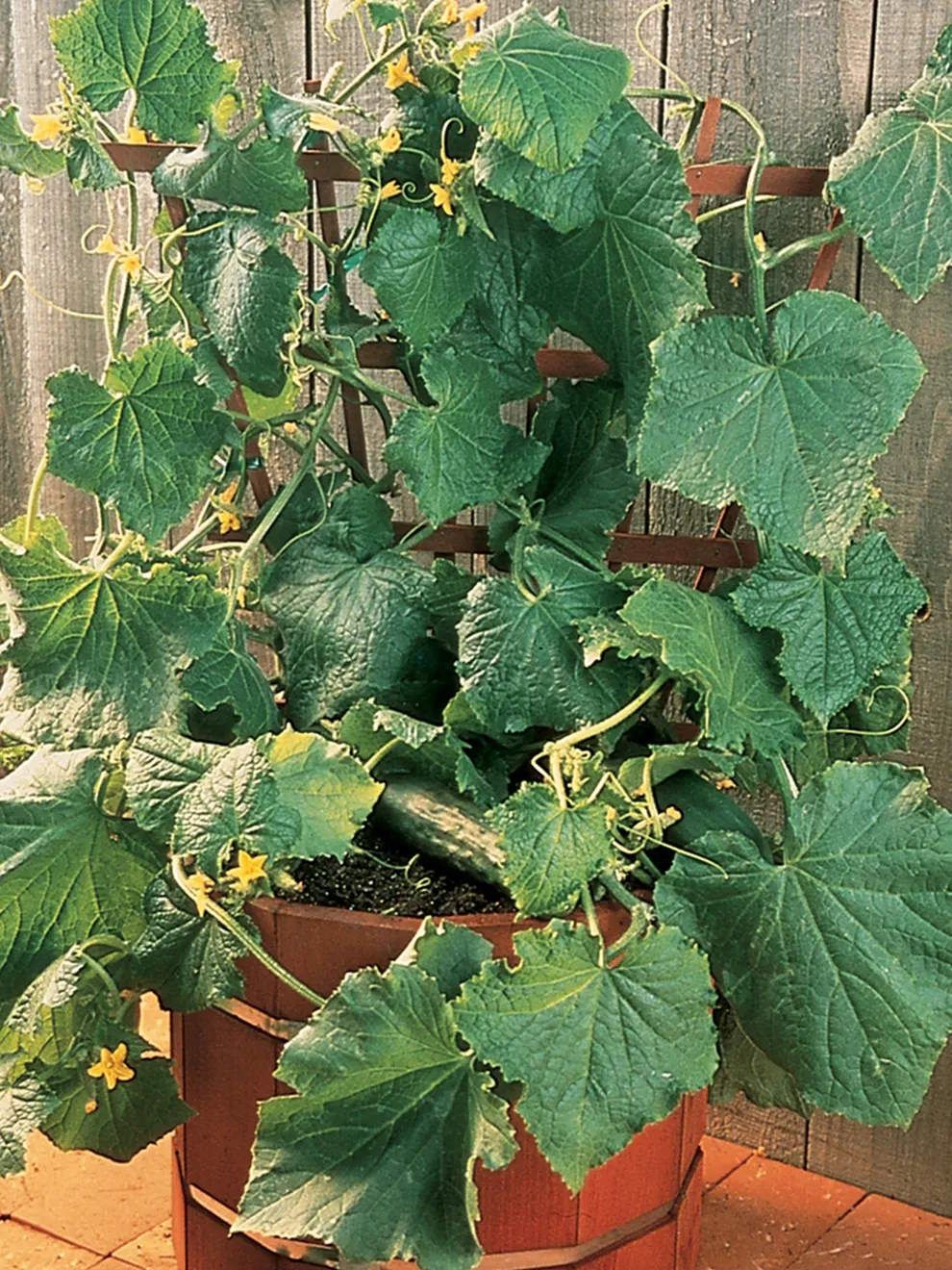 How to grow cucumbers in pots for harvests in small spaces | Homes and ...