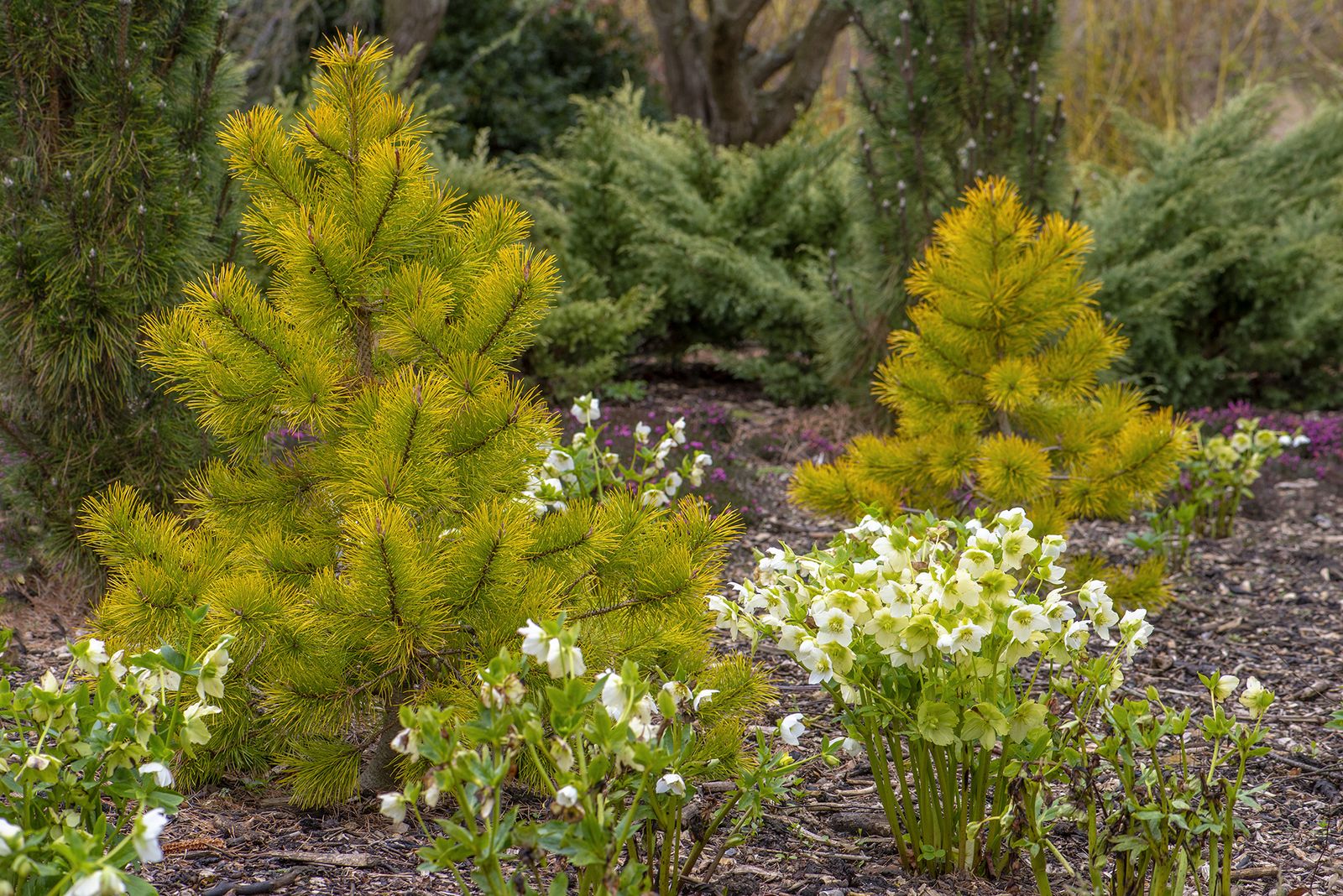 Evergreen trees for gardens: 10 of the best choices | Homes and Gardens