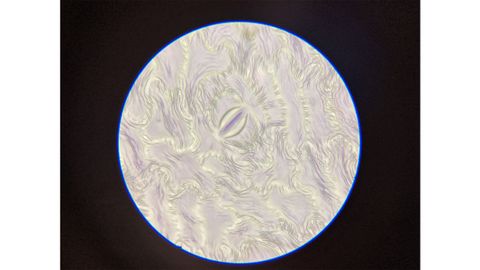 SWIFT SW380T trinocular compound microscope review | Live Science