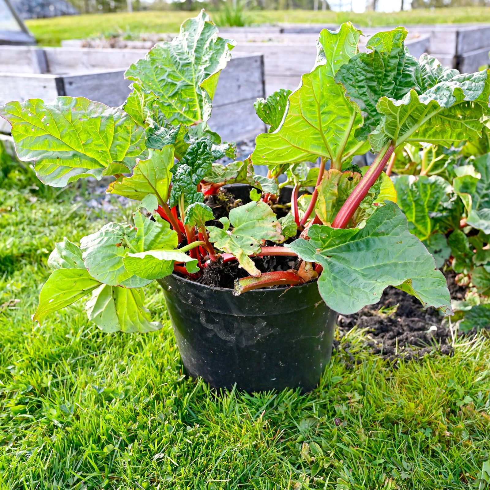 How to grow rhubarb in pots – an expert GYO guide | Ideal Home