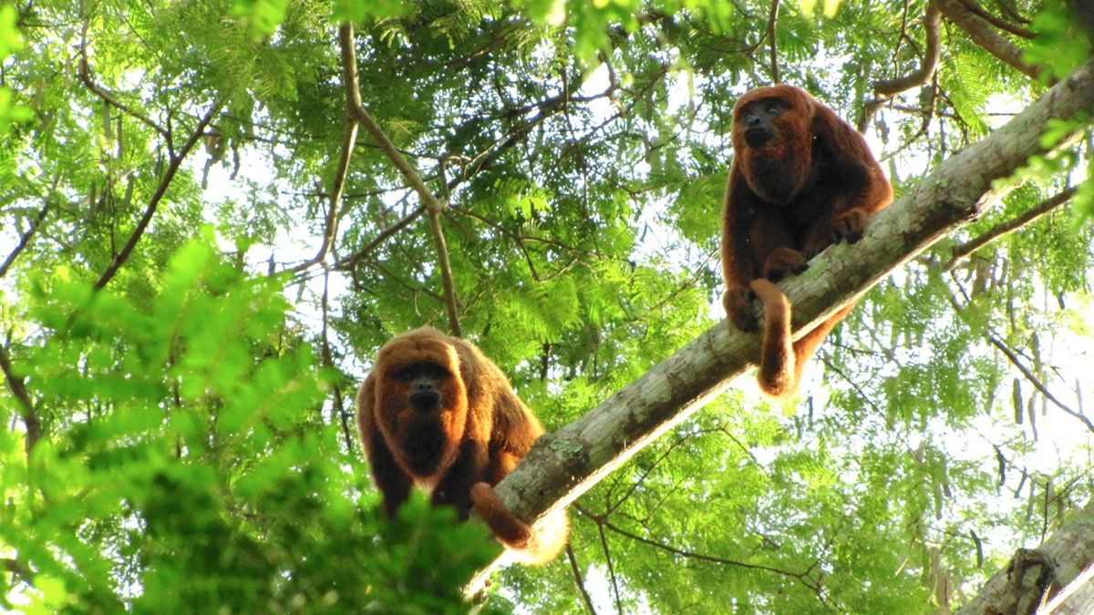 Photos: The Monkeys of Brazil's Atlantic Forest | Live Science