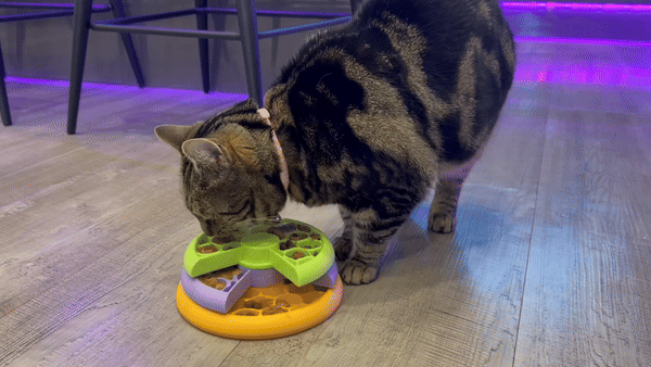 My fave cat puzzle feeder is on sale for for less than $10 | PetsRadar