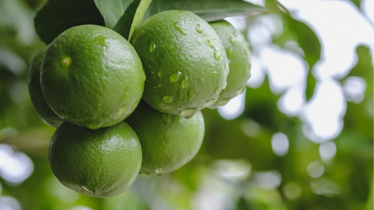 How to get a lime tree to fruit: 3 expert tips | Homes and Gardens